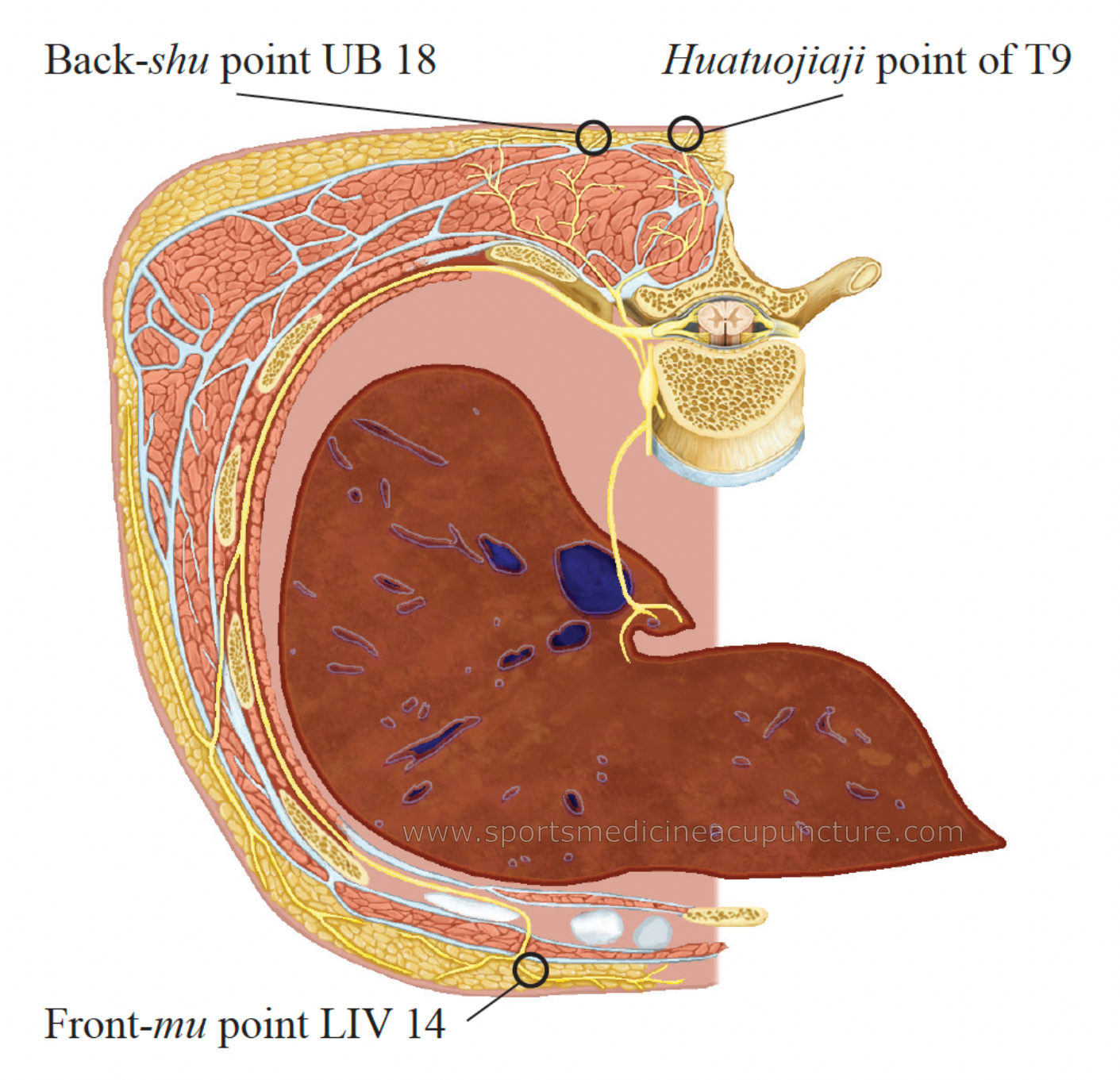 A Channel Perspective on Thoracolumbar Junction Syndrome - Pacific College