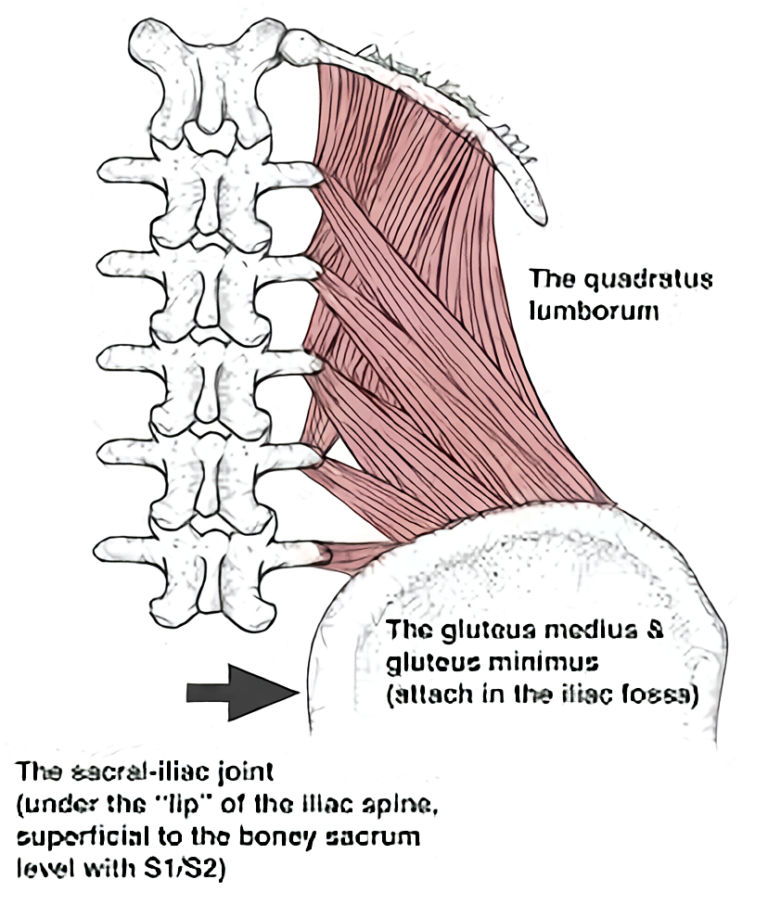 Anatomical Perspectives: Acupuncture Treatment of Low Back Pain ...